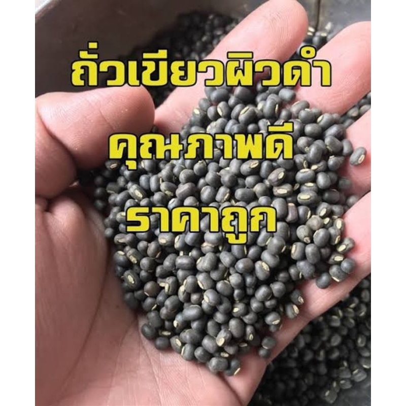 ถั่วแขก ขนาด500กรัมคัดเกรดAA ทำถั่วงอกเมล็ดพันธุ์แบบเพาะ | Shopee Thailand
