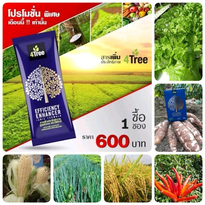 ของแท้ 4tree โฟร์ ทรี 1 ซอง สารเพิ่มประสิทธิภาพ การเจริญเติบโตพืช 4t โฟที โฟรทรี ปุ๋ยทางใบ ส่ง ...