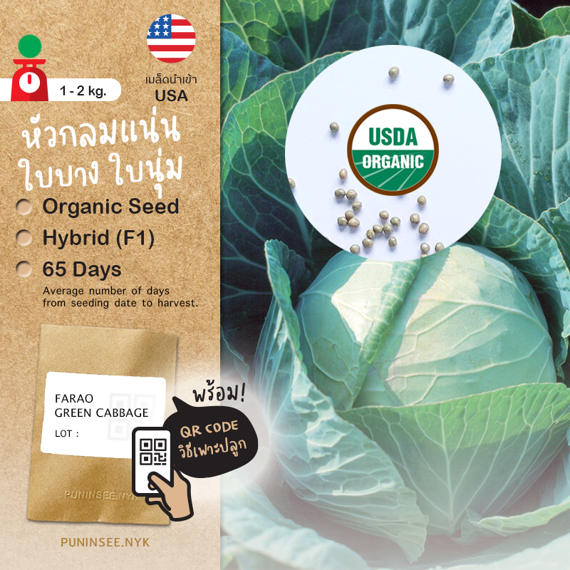 เมล็ดผักนำเข้า กะหล่ำปลี Farao Green Cabbage (Organic Seed) หัวกลม ...