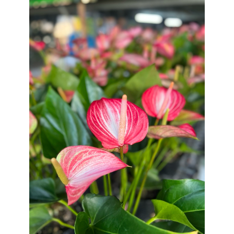 #หน้าวัว ลิเวียมเรด Livium Red กระถาง 6" 2กอ 60cm++ สนใจสอบถามได้ค่ะ ...