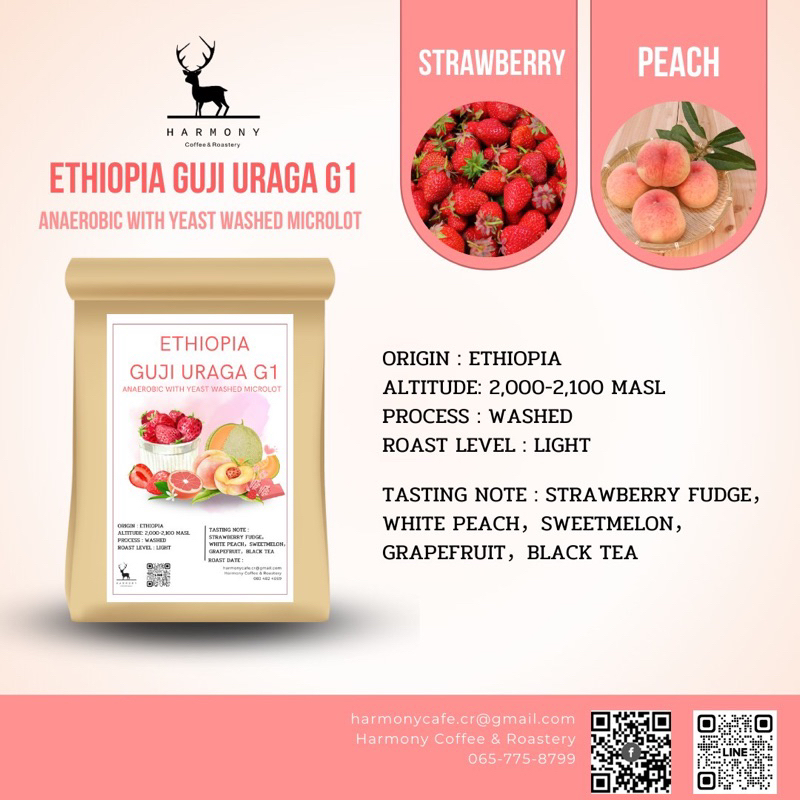 Ethiopia Guji Uraga G1 : Harmony Coffee เมล็ดกาแฟคั่วอ่อน | Shopee Thailand