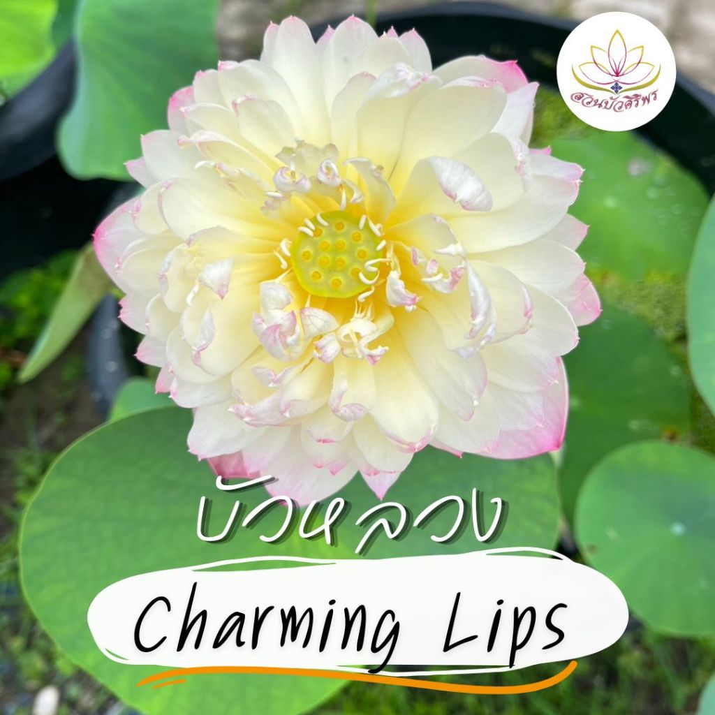 ชามมิ่งลิปส์ CHARMING LIPS ปลูกง่าย ดอกสวย ดอกดก เสริมฮวงจุ้ยบ้าน ...