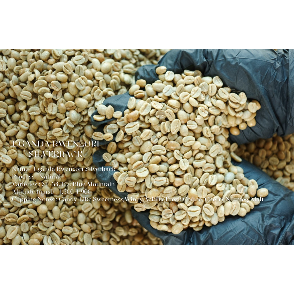 เมล็ดกาแฟดิบ Uganda Rwenzori Silverback ( DAY ONE COFFEE ) | Shopee ...