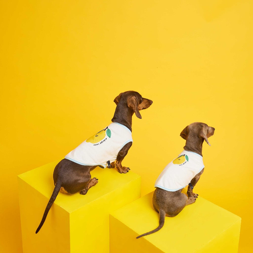 Midnight Layer – All Day Brunch Collection - เสื้อผ้าสัตว์เลี้ยง (Lemon) | Shopee Thailand