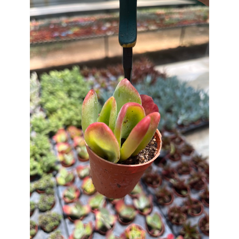 sssssssssssssssssssss | Shopee Thailand