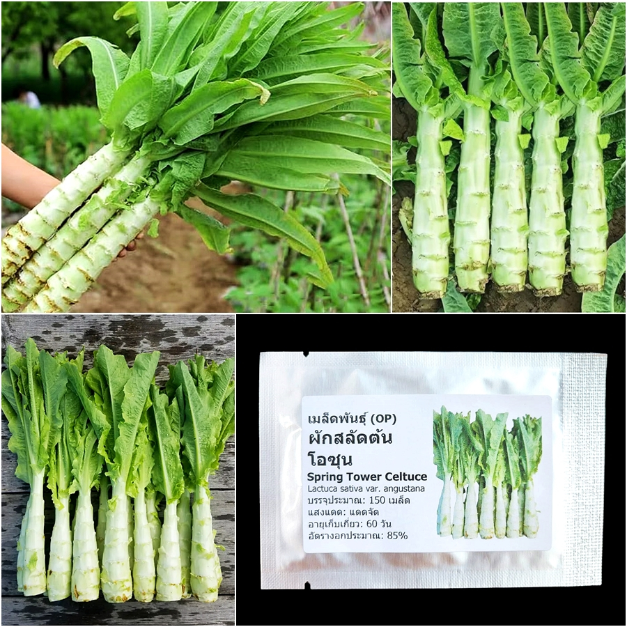 เมล็ดพันธุ์ สลัดต้น โอซุน Spring Tower Celtuce Seed 150 เมล็ด คุณภาพดี ...