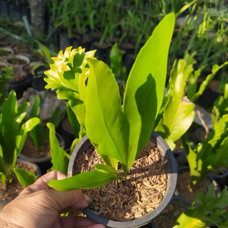 เฟินเขากวางตั้ง / Climbing Bird’s Nest Fernขนาดกระถาง | Shopee Thailand