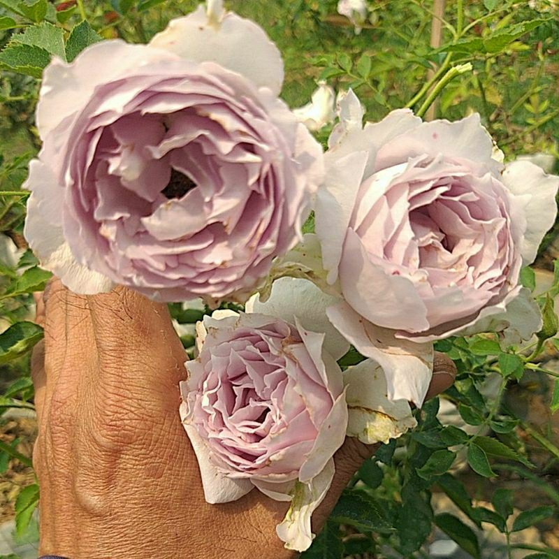 กุหลาบ⚘พุ่มเตี้ยหอมแรง "Lucifer Rose" | Shopee Thailand