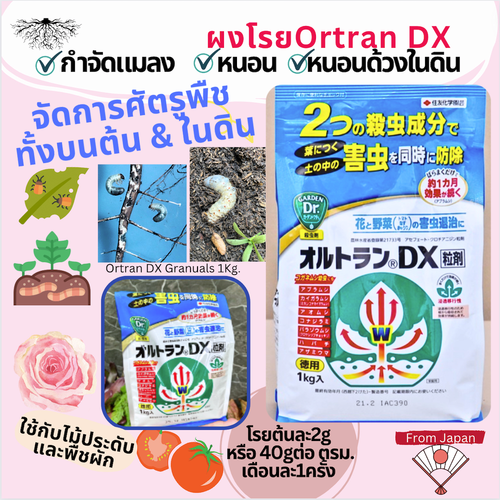 ผงโรยกำจัดแมลง ทั้งบนต้นและในดิน แบบดูดซึม+โดนตัวตาย Ortran DX granules ...