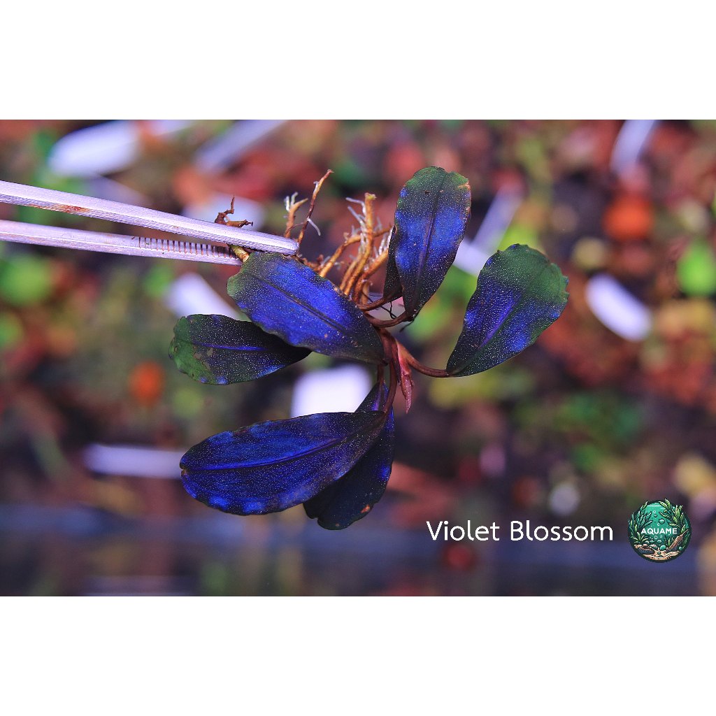Bucephalandra Violet Blossom Emerge (ใบบก) | Shopee Thailand