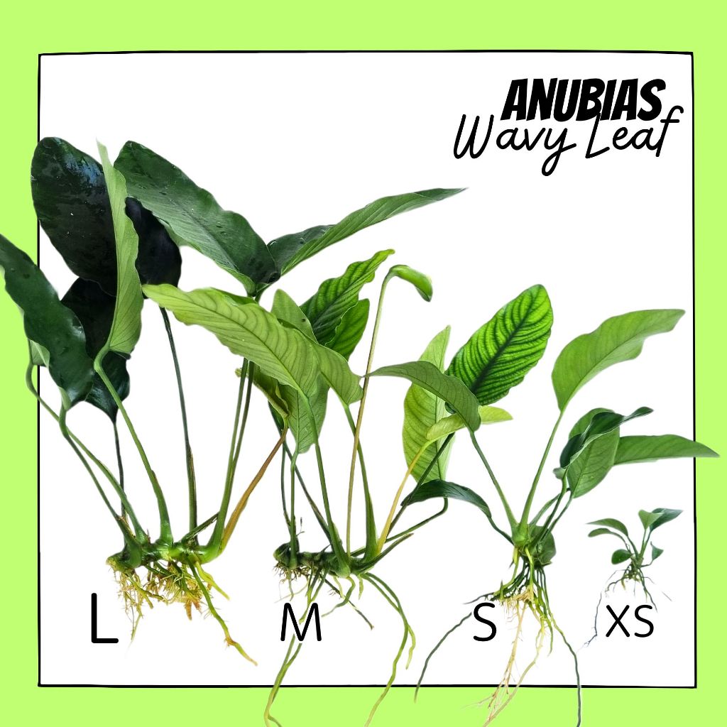 อนูเบียสใบหยัก เลือกขนาดได้ - ANUBIAS NANA ‘LONG WAVY’ ต้นไม้น้ำ ...