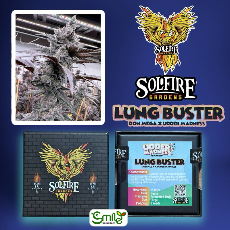 เมล็ดกัญชา Lung Buster (Fem) เดือดอยู่นะ*- Solfire Gardens | Shopee ...