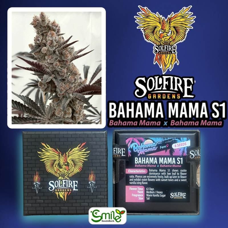 เมล็ดกัญชา BAHAMA MAMA S1 (Fem) ขายดี*- Solfire Gardens | Shopee Thailand