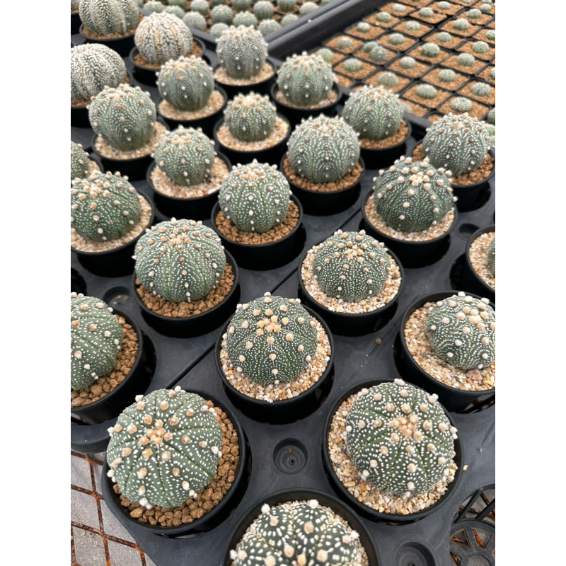 Astro 001 ISW x Nohakuten, แอสโตร โนฮาคุเท็น | Shopee Thailand