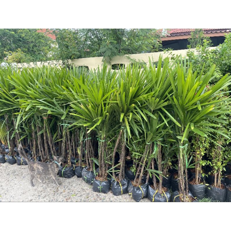 #ต้นจั๋ง ฟอร์มสวย สูง 1 เมตร กอละ 4 ลำ | Shopee Thailand