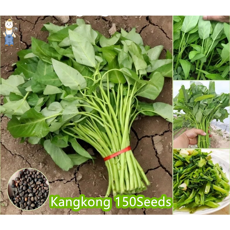 เมล็ดพันธุ์ ผักขมน้ำ (Kangkong Seed) บรรจุ 150 เมล็ด Water Spinach ...