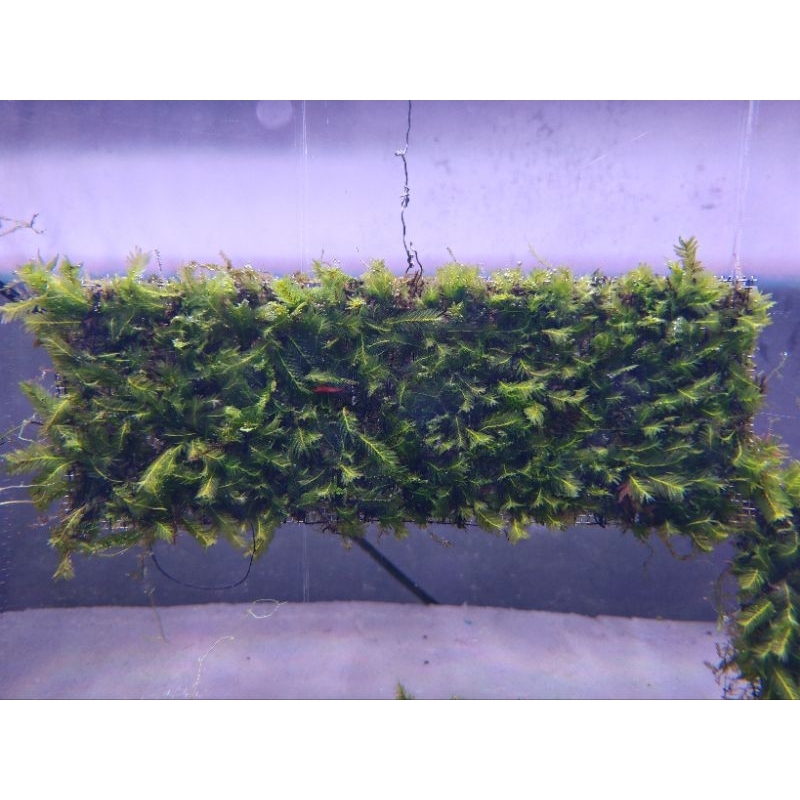 Spiky Moss , Flame Moss , Fissiden Moss , Java Moss , Mini Pearl Moss ...