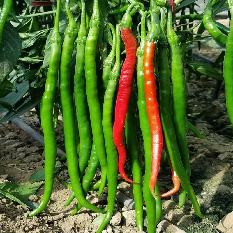 เมล็ดพันธุ์พริกยาวโจลอง 50เมล็ด พันธุ์พริกยาว ลูกดก เผ็ดหอม ปลูกง่าย ...