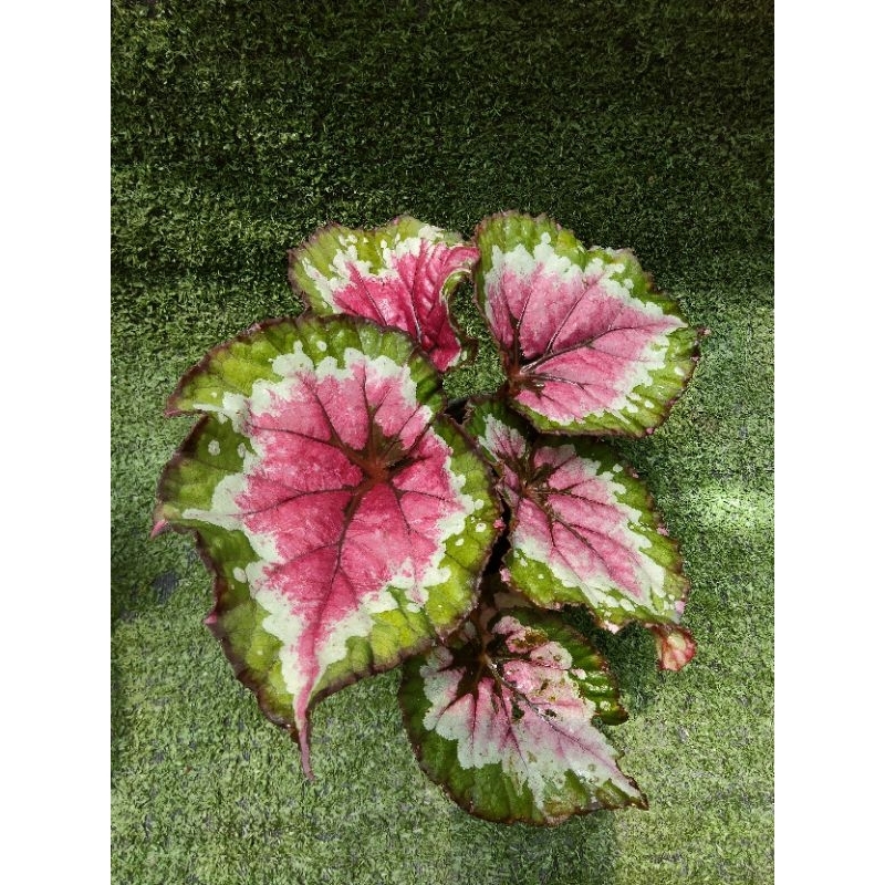 ต้นบีโกเนีย Rex 'Jurassis Watermelon ' [ Begonia Rex 'Jurassis ...