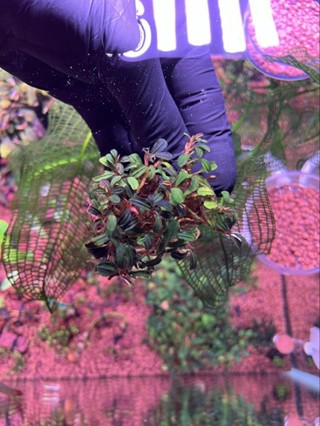 บูเซป Bucephalandra Brownie mini phantom กอใหญ่ ใบน้ำมาแล้ว สีใบน้ำสวย ...