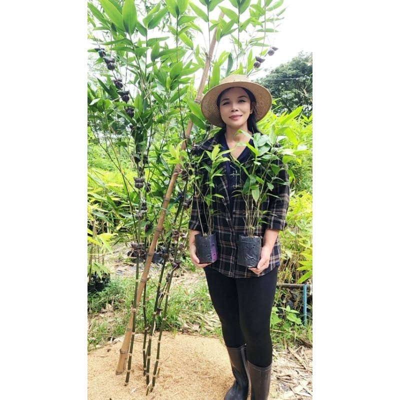 ไผ่เก้าดาวดำ Guadua amplexifolia | Shopee Thailand