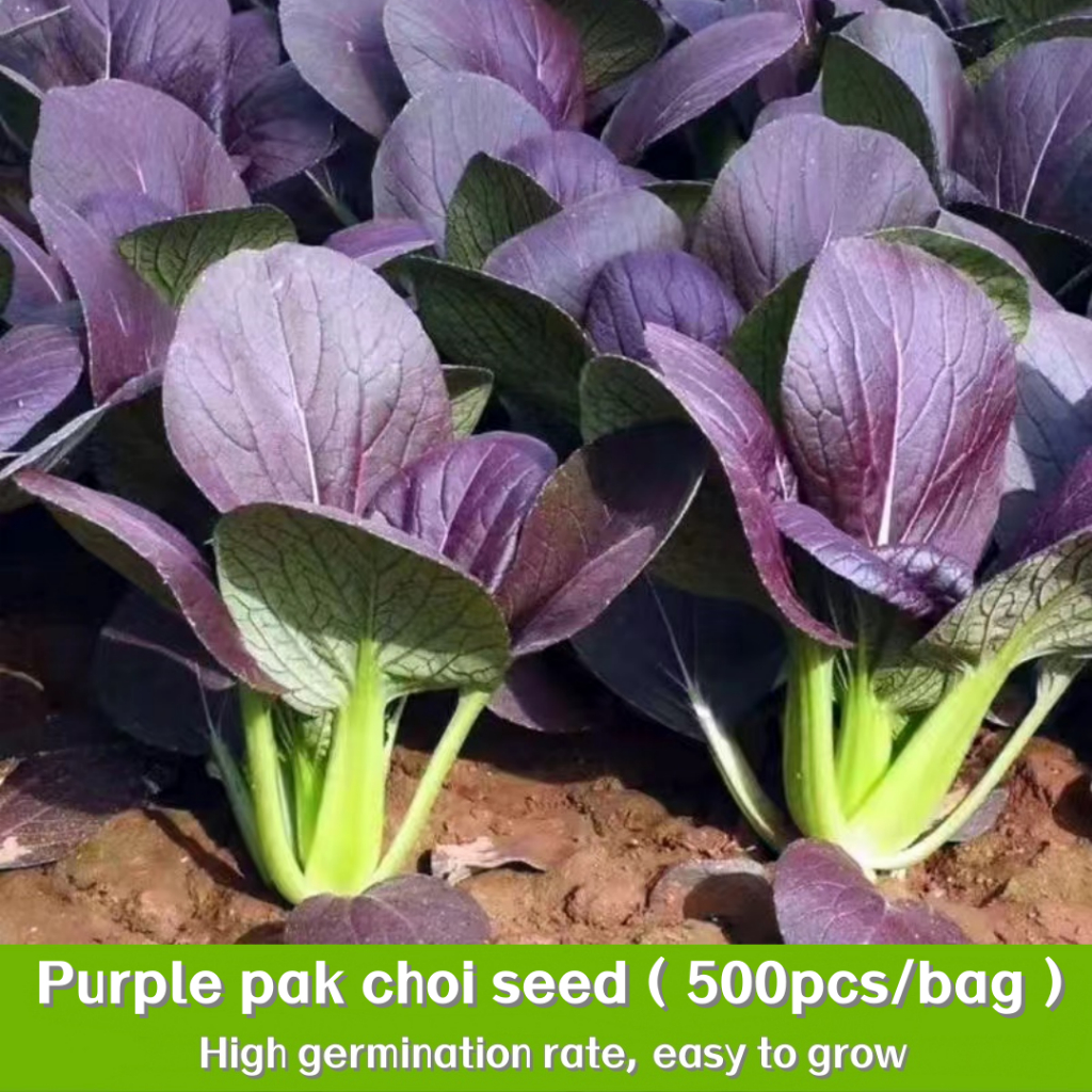 พืชผัก 500 เมล็ด purple pak choi seeds กวางตุ้ง ฮ่องเต้ สีม่วง เมล็ด ...