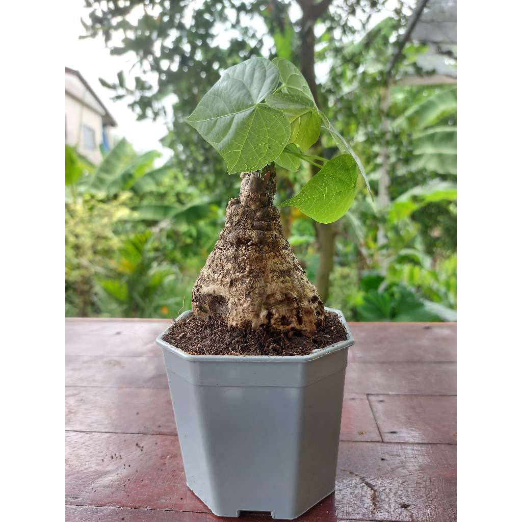 Sterculia colorata ไม้โขดหายาก เสน่ห์นางพิมพ์ ไม้มงคล เมตตามหานิยม ...