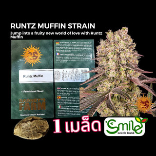 เมล็ดกัญชา Runtz Muffin (Fem) New* - Barney’s Farm | Shopee Thailand