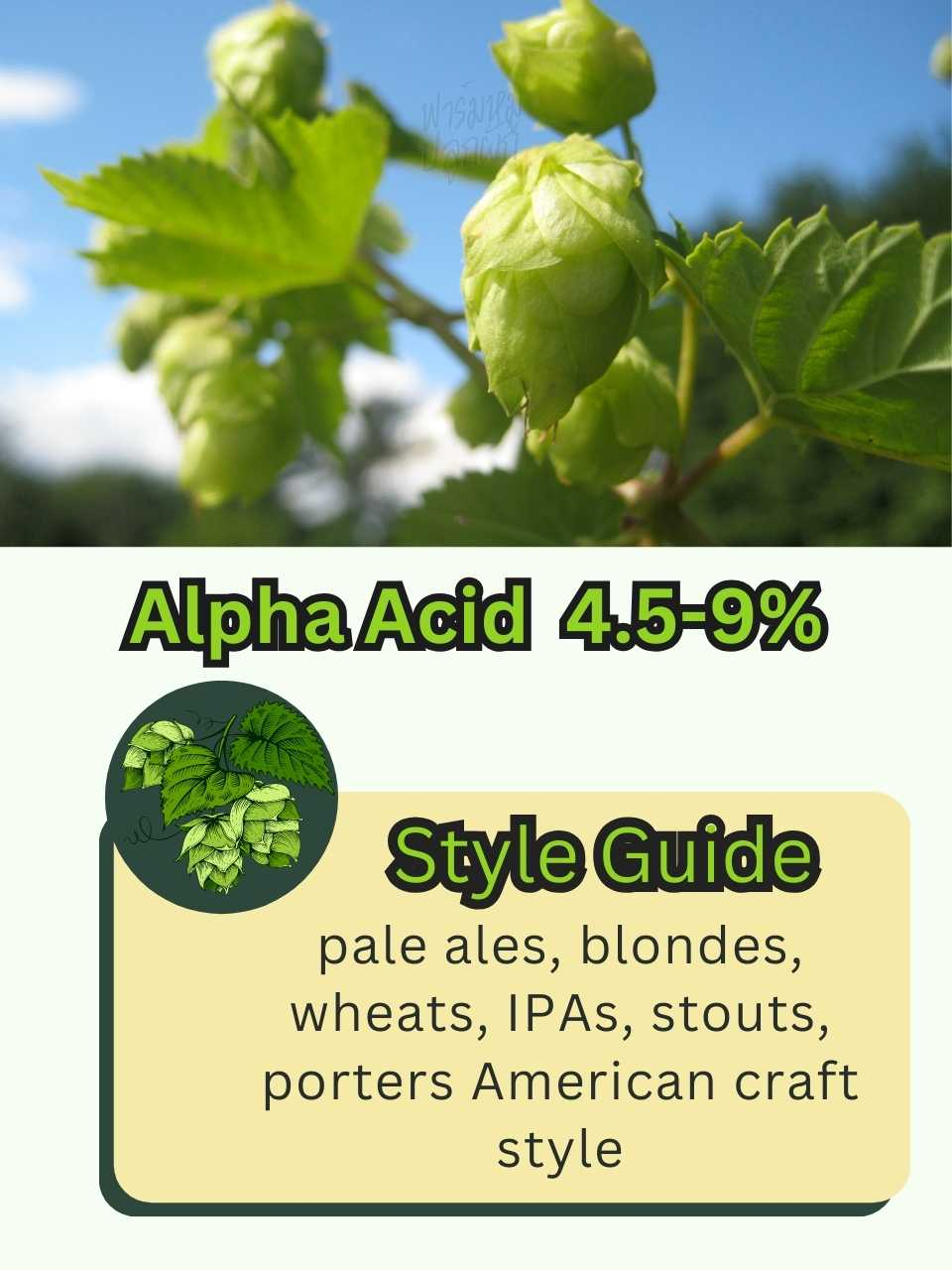 Cascade Hop "กระถาง 6 นิ้ว" พร้อมปลูก-ต้นกล้าฮอปส์สุขภาพดี (ทำเบียร์,ชง ...