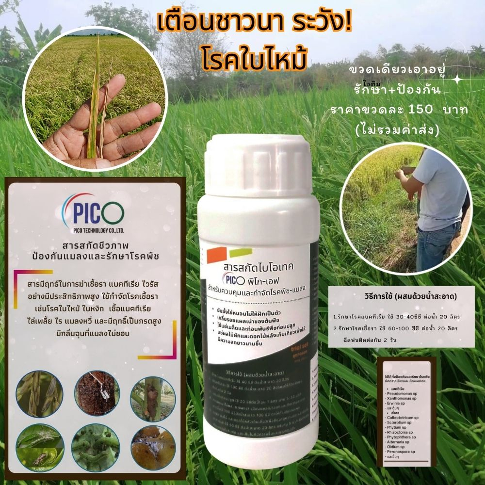 พิโก-เอฟ (PICO-F) สารสกัดชีวภาพสำหรับป้องกันและรักษาโรคพืช | Shopee ...