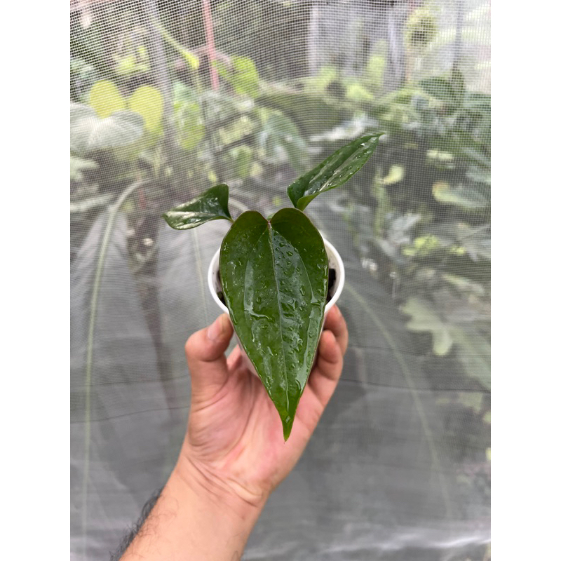 Anthurium nigrolaminum gigi (Sp.napo ) Cross Besseae aff ( round form ...
