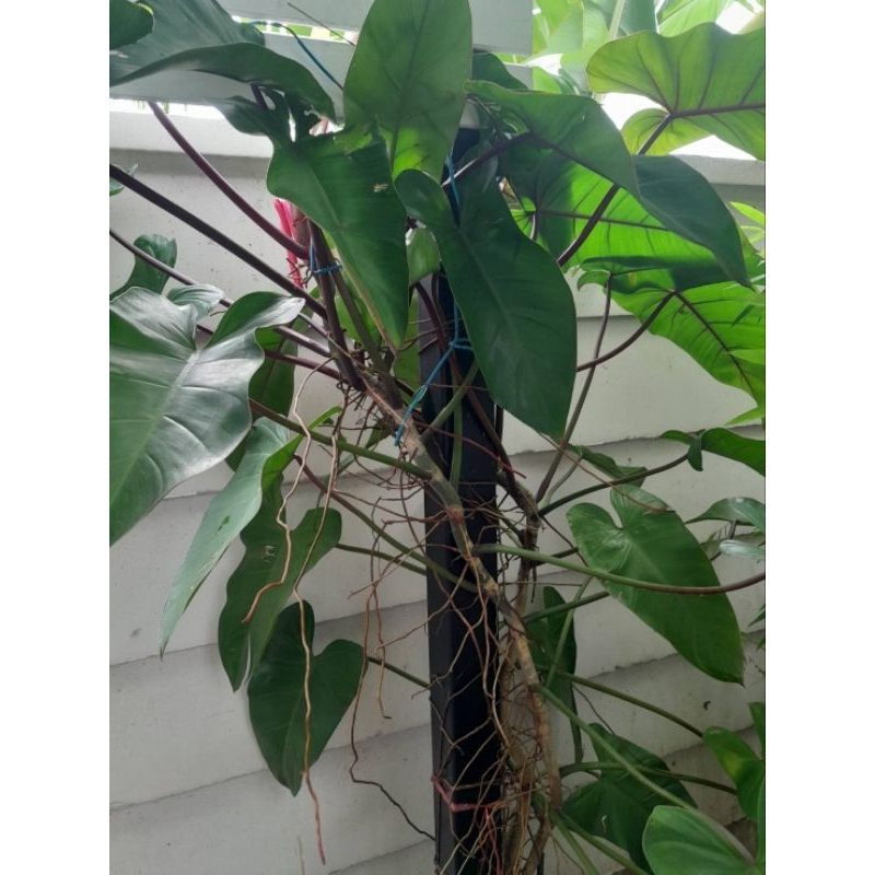 ต้นฟิโลเดนดรอนมรกตแดง Philo.Red Emerald | Shopee Thailand