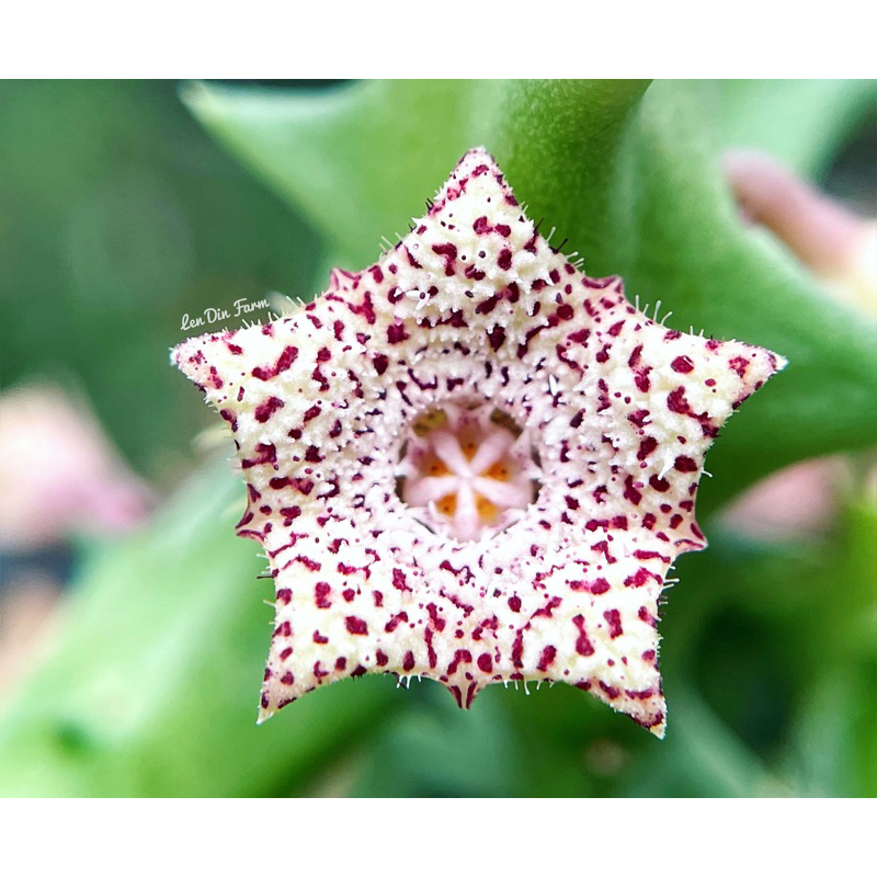 เก๋งจีน Orbea carnosa ssp. carnosa ไม้อวบน้ำดอกสวยๆ | Shopee Thailand