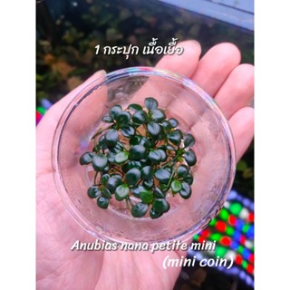 Anubias nana petite mini /mini coin ใบน้ำ100% และเนื้อเยื้อ | Shopee ...