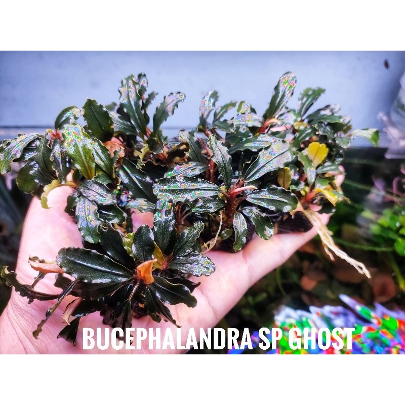 Bucephalandra sp. Ghost 👻 G | Shopee Thailand