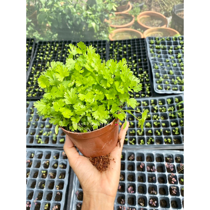 (ซื้อ3 ฟรี 1 ) ต้นผักชี หอมป้อม กระถาง 4 นิ้ว Coriander Baby Plant 4 ...