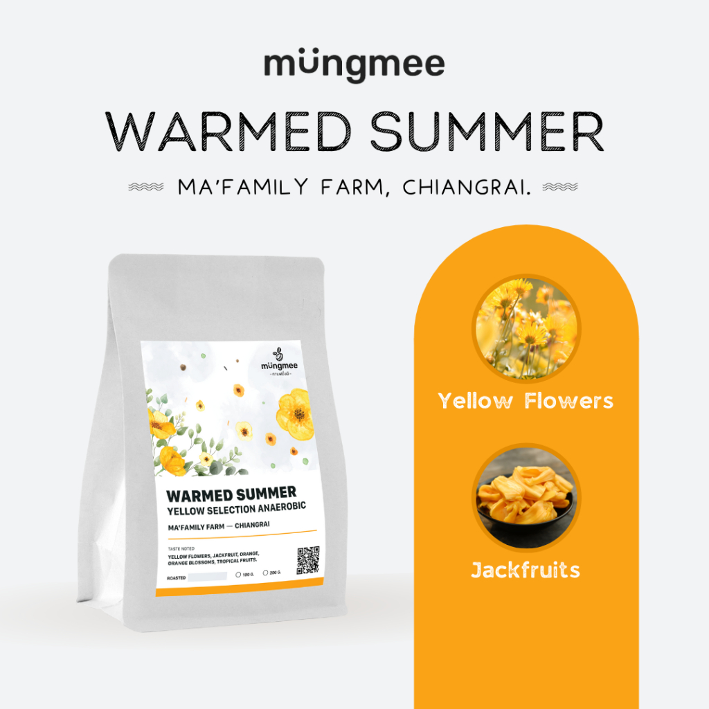 Mungmee Coffee เมล็ดกาแฟ คั่วอ่อน ไร่กาแฟครอบครัวมะ - Warmed Summer ...