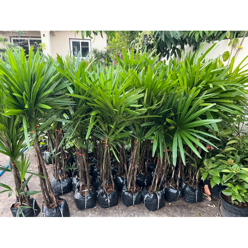 ต้นจั๋งสวยๆ สูง 1 เมตรขึ้นไป 1 ถุง มี 3-4 ลำขึ้นไป ฟอร์มสวย | Shopee ...