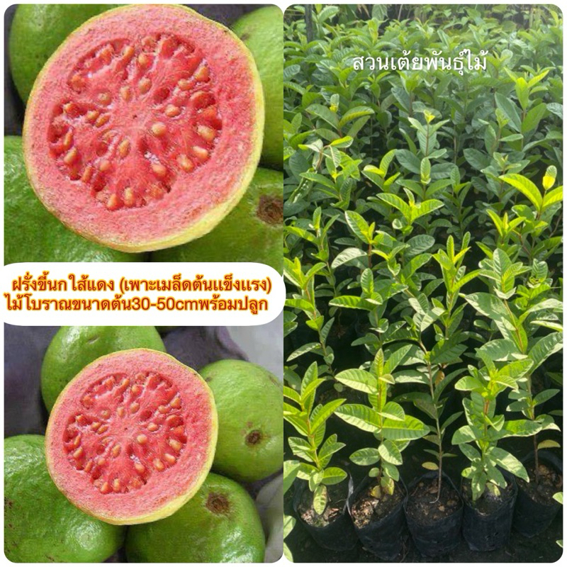 ต้นฝรั่งขี้นกใส้แดง (เพาะเมล็ดต้นเเข็งเเรง) หาทานยากไม้โบราณขนาดต้น30 ...