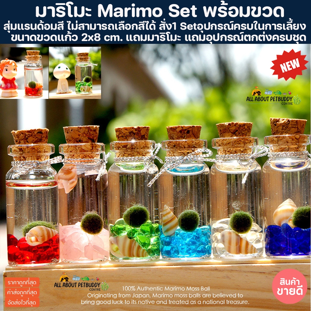 (พร้อมส่ง )มาริโมะ Marimo Set ขวดจิ๋ว 2x8cm. แถมฟรีอุปกรณ์ครบชุดพร้อมเลี้ยง สาหร่ายตกแต่งตู้ปลา ...