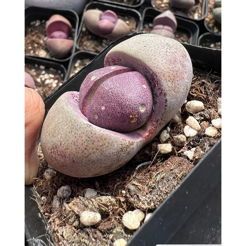 Lithops optica 'Rubra' หรือ "Living Stones": รูปแบบสีม่วงแดงขนาดเล็กที่ ...