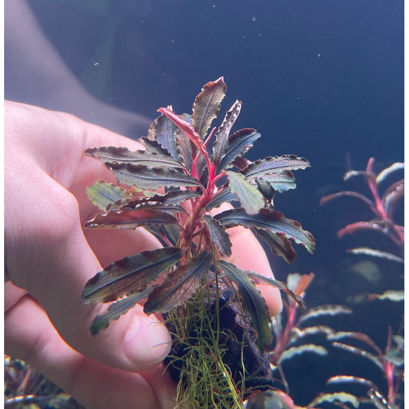 3.บูเซป Bucep,bucephalandra ใบน้ำสวยๆ | Shopee Thailand