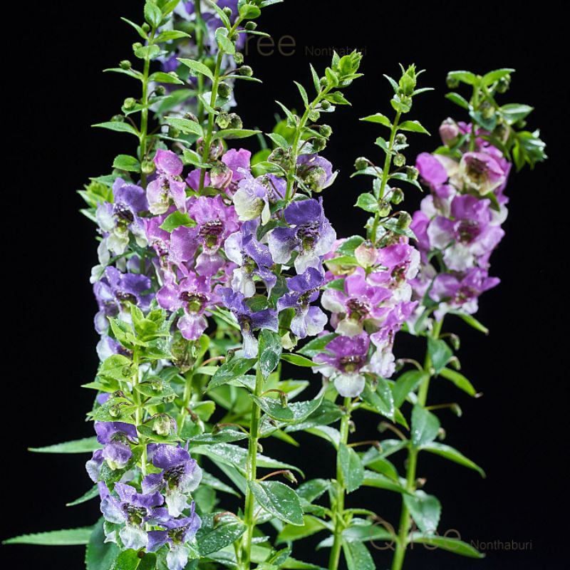 forget me not ต้นไม้จริง forget me not ในกระถาง 3 นิ้วออกดอกทุกกระถาง ...
