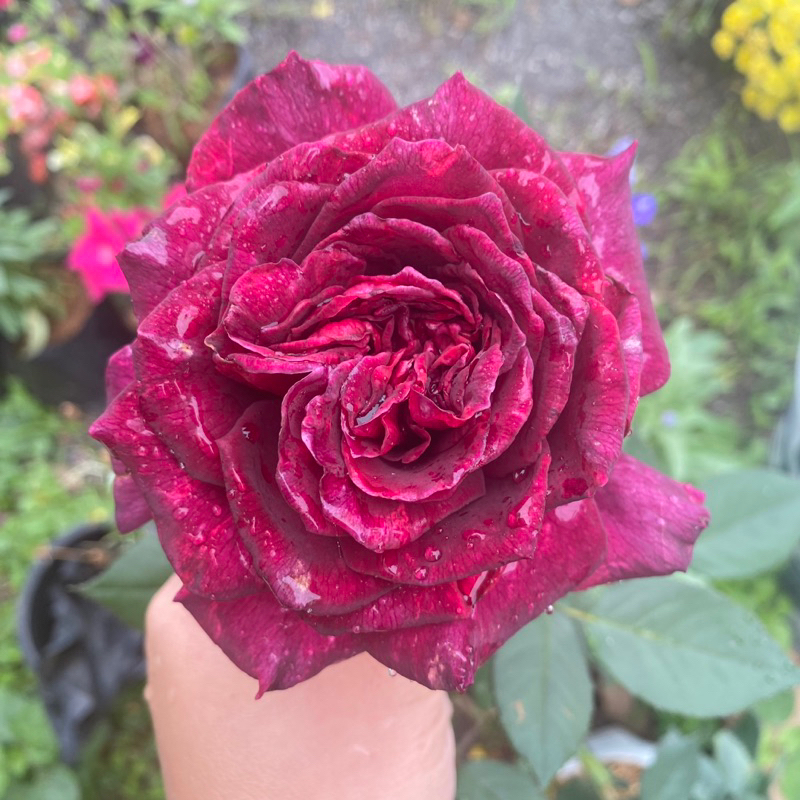 กุหลาบ Black Perfumella ดอกสีแดงเข้ม กลิ่นหอม แบล็คเพอร์ฟูม สีออกอาจ ...