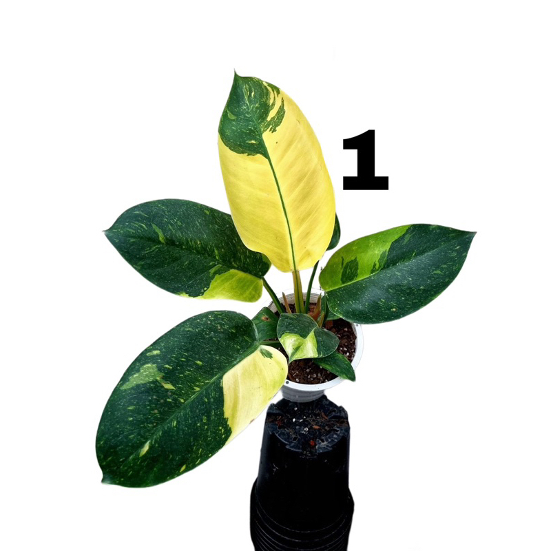 ต้น philo green congo var | Shopee Thailand