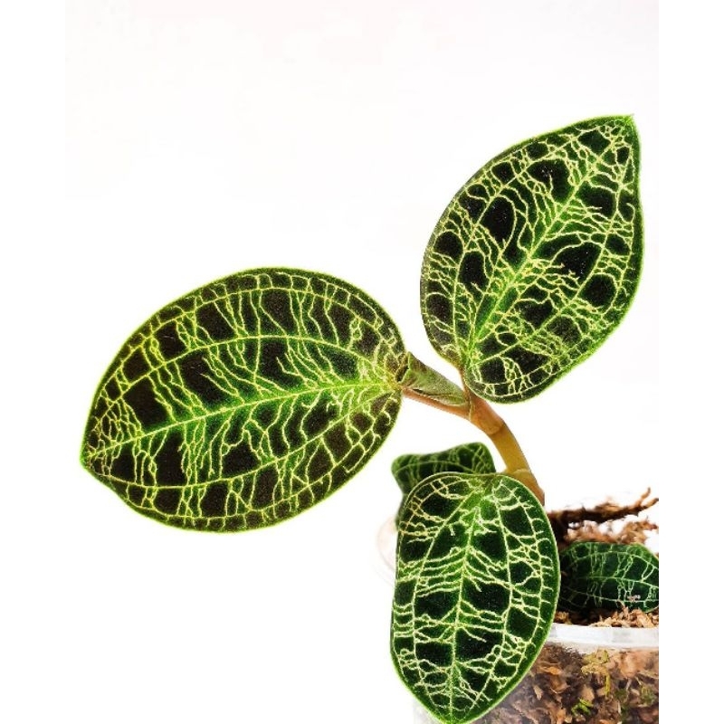 Macodes petola /jewel orchid /มาโกเดส แสงเหนื่อยามค่ำคืน #macodes # ...