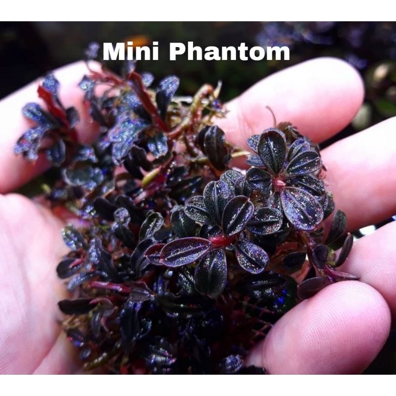 บูเซป Bucephalandra Brownie, mini coin ,mini phantom,boyan,mini purple ...