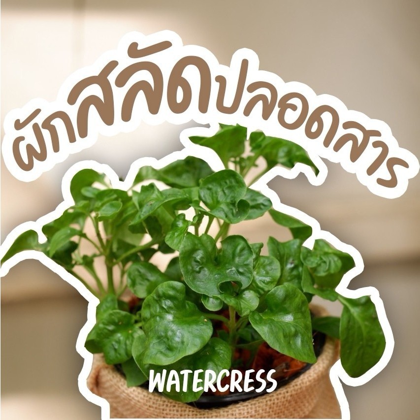 ต้นผักเป็ด[Joy weed] ออแกนิก[organic] ปลอดสาร ต้านมะเร็ง อนุมูลอิสระ ลด ...