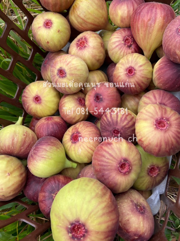 ต้นมะเดื่อฝรั่ง บีทีเอ็ม6(ญี่ปุ่น) ดกมาก หวานหอม ส่งทั้งกระถาง 8”/btm6 figs tree 8”potted ...