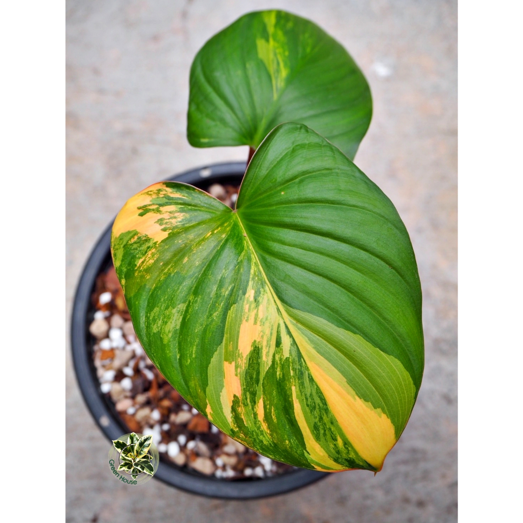 Homalomena Rubescens Mint Variegated Pink เสน่ห์จันทร์บุษราคัม มิ้นท์ ...